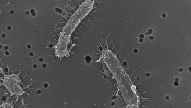 Descobreixen més de 20 noves espècies i gèneres de bacteris marins de ...